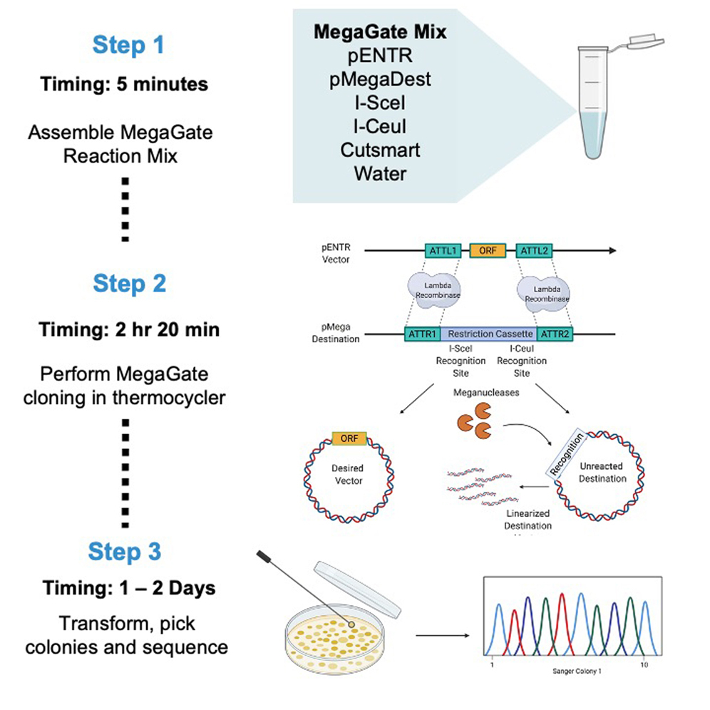 Cell Press: STAR Protocols