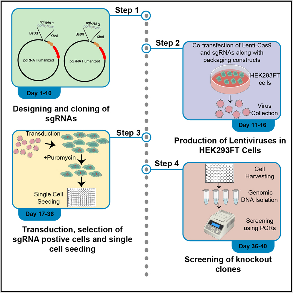 Cell Press: STAR Protocols
