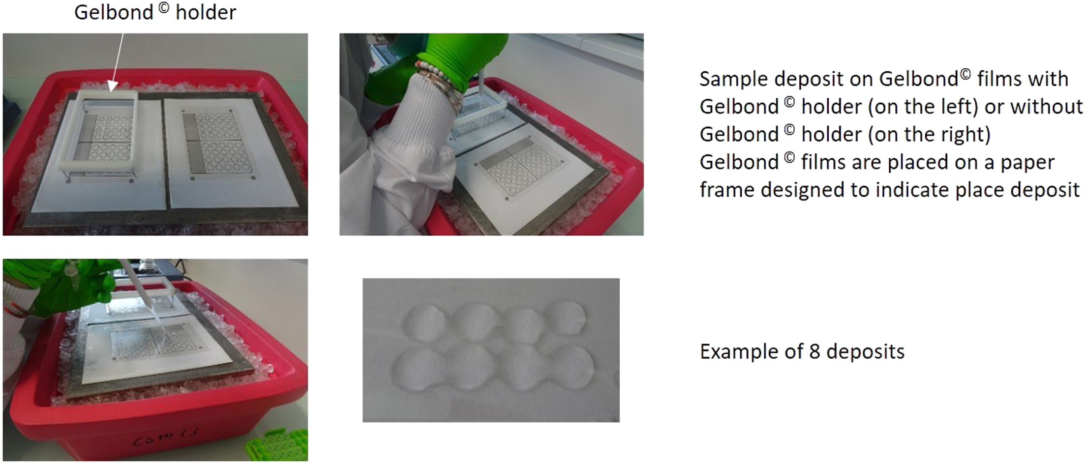 Cell Press: STAR Protocols