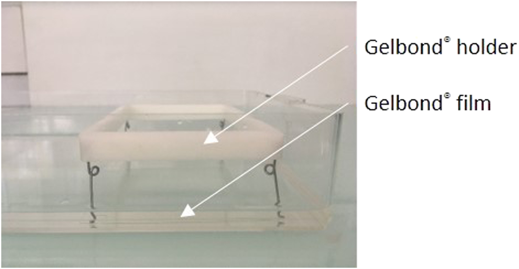 Cell Press: STAR Protocols