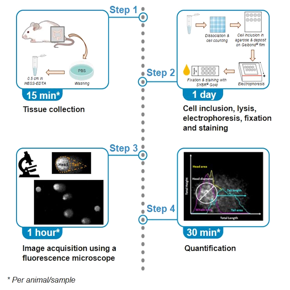 Cell Press: STAR Protocols