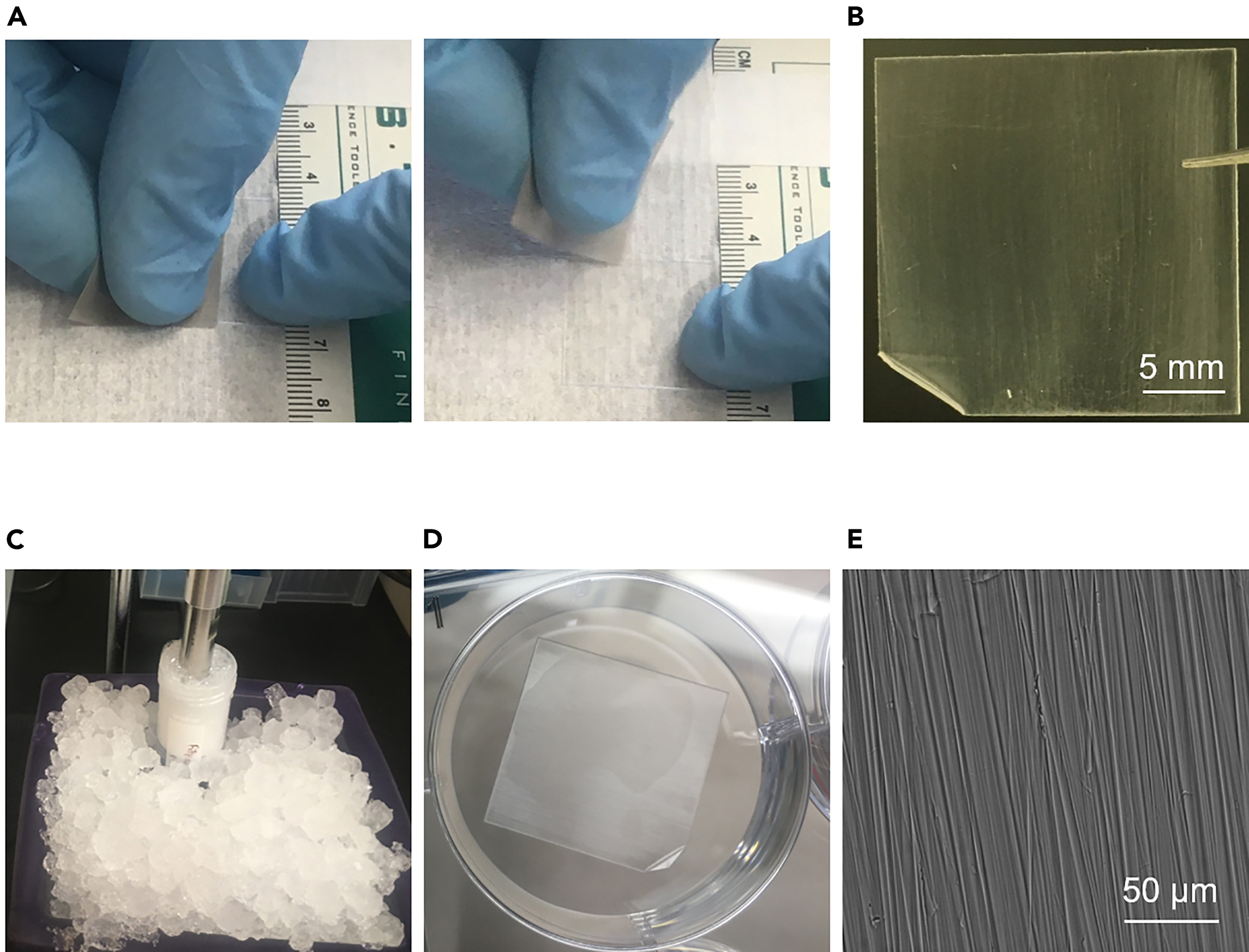 Cell Press: STAR Protocols