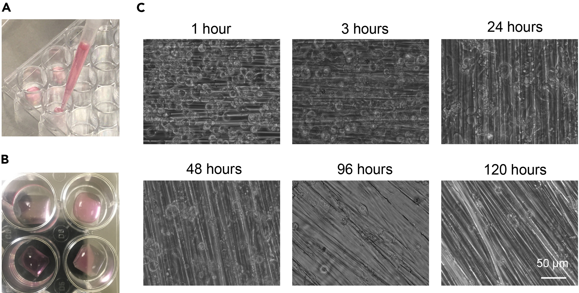 Cell Press: STAR Protocols