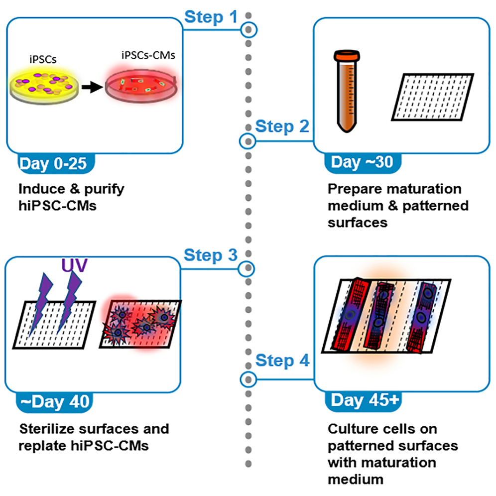 Cell Press: STAR Protocols