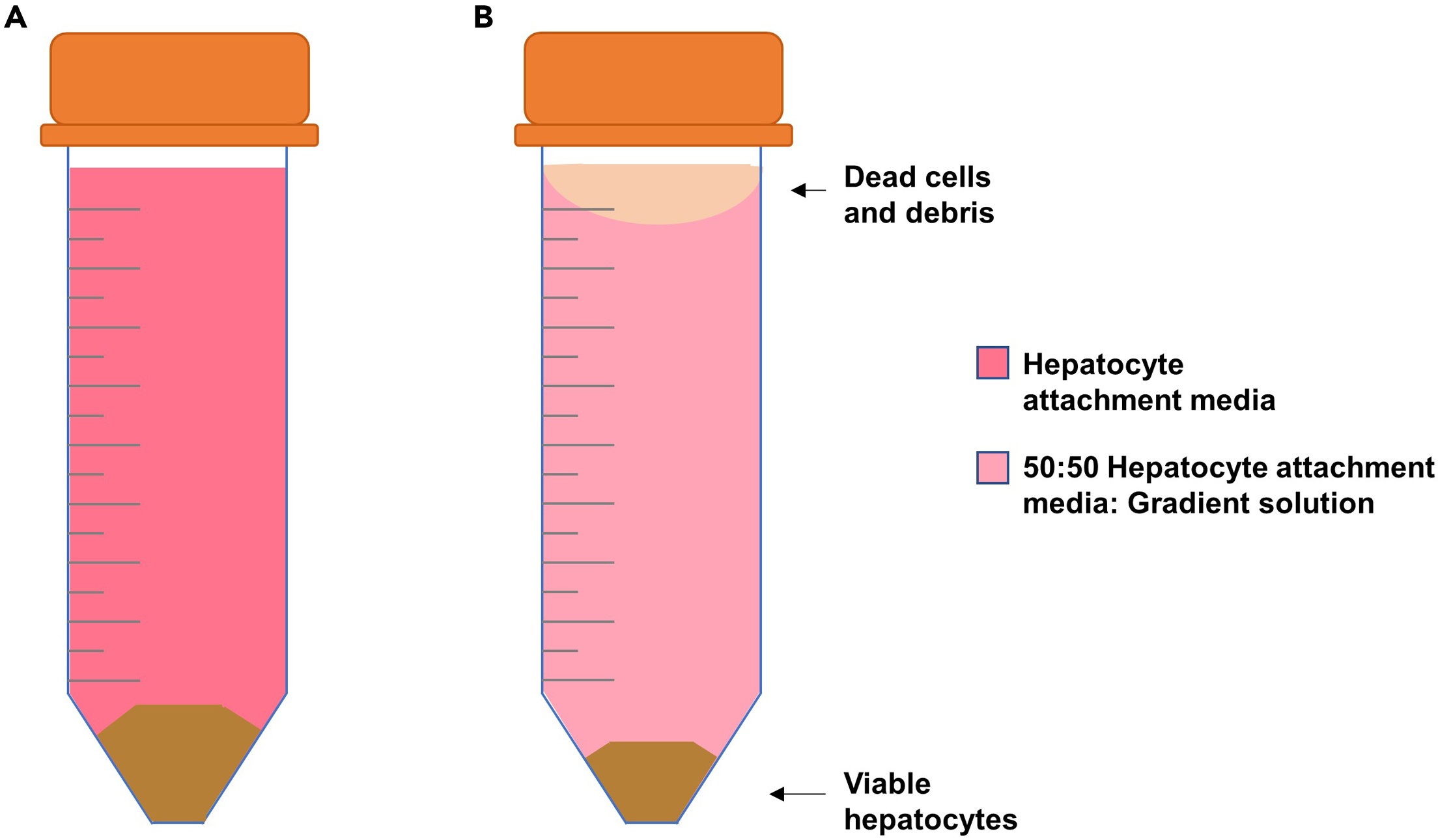 Cell Press: STAR Protocols