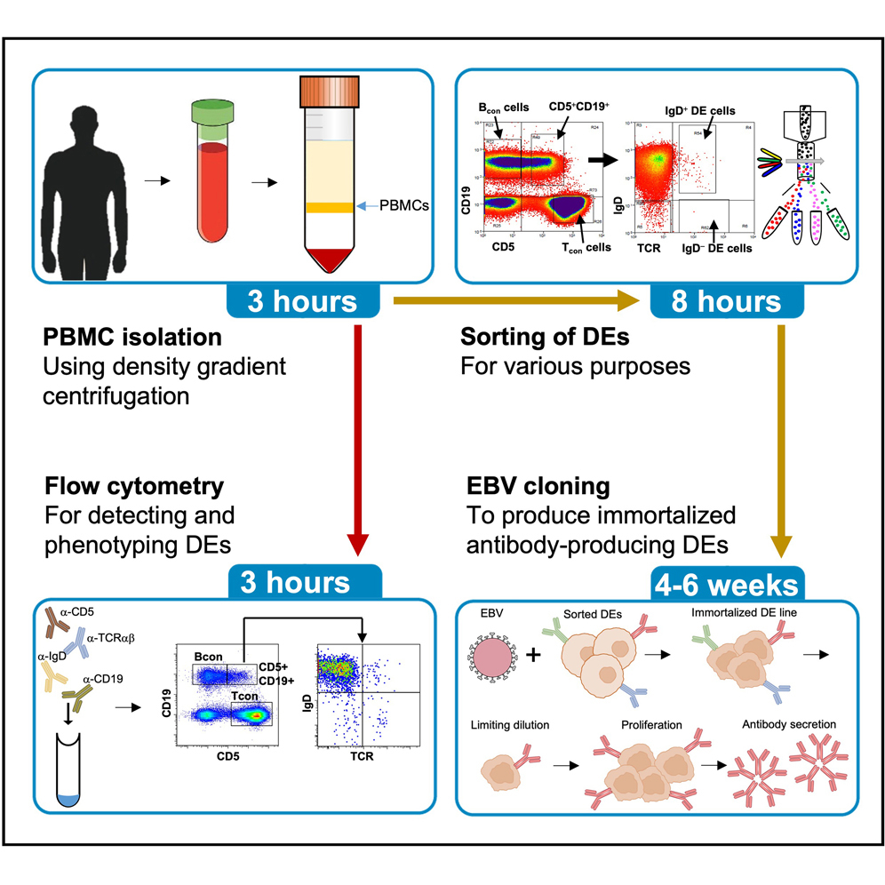 Cell Press: STAR Protocols