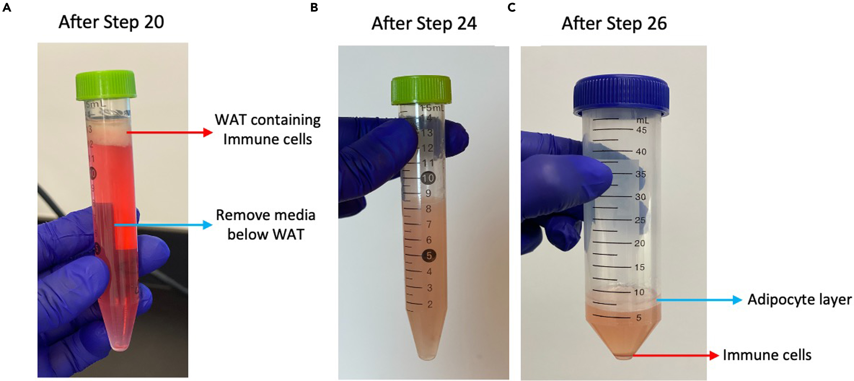 Cell Press: STAR Protocols