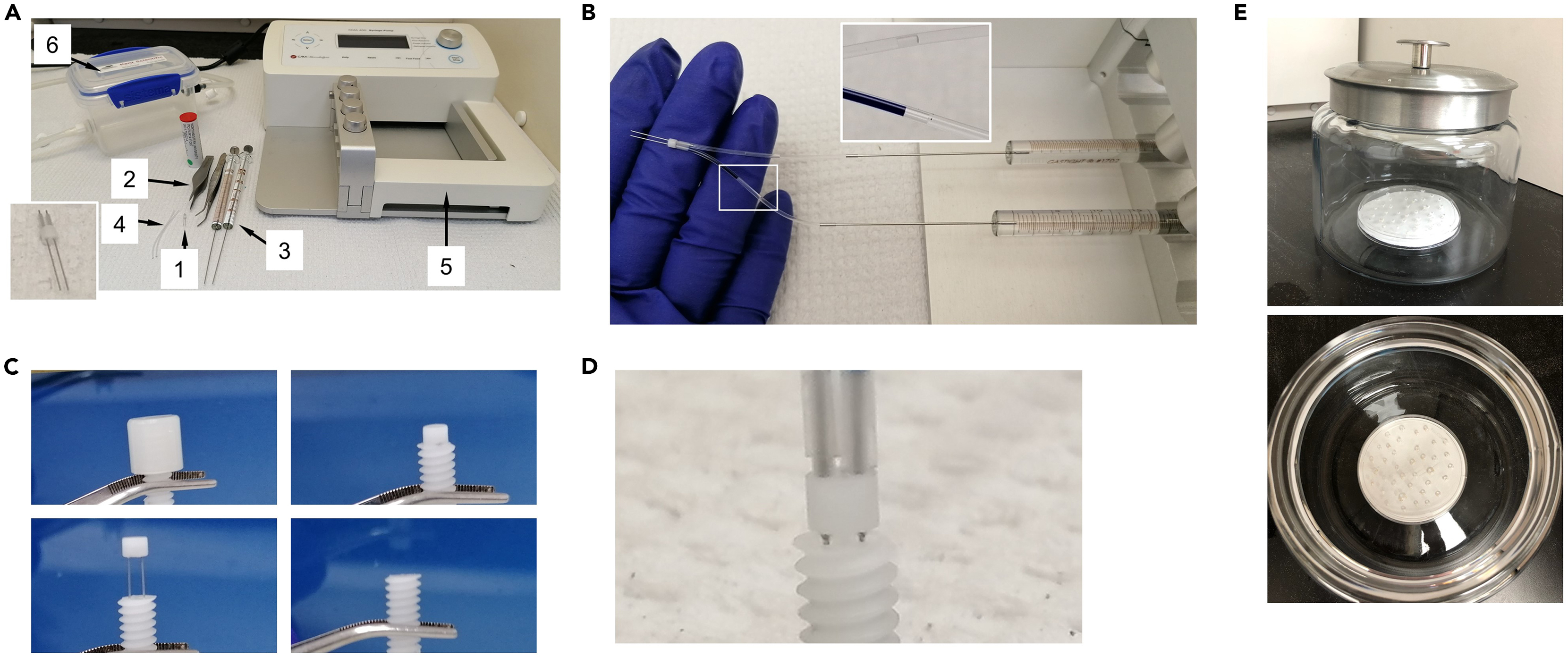 Cell Press: STAR Protocols