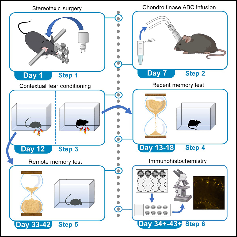 Cell Press: STAR Protocols