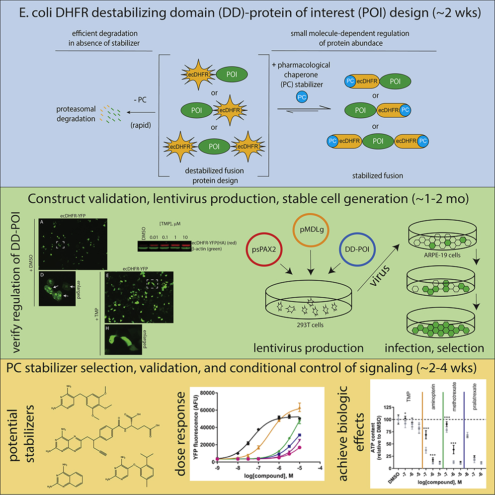 Cell Press: STAR Protocols