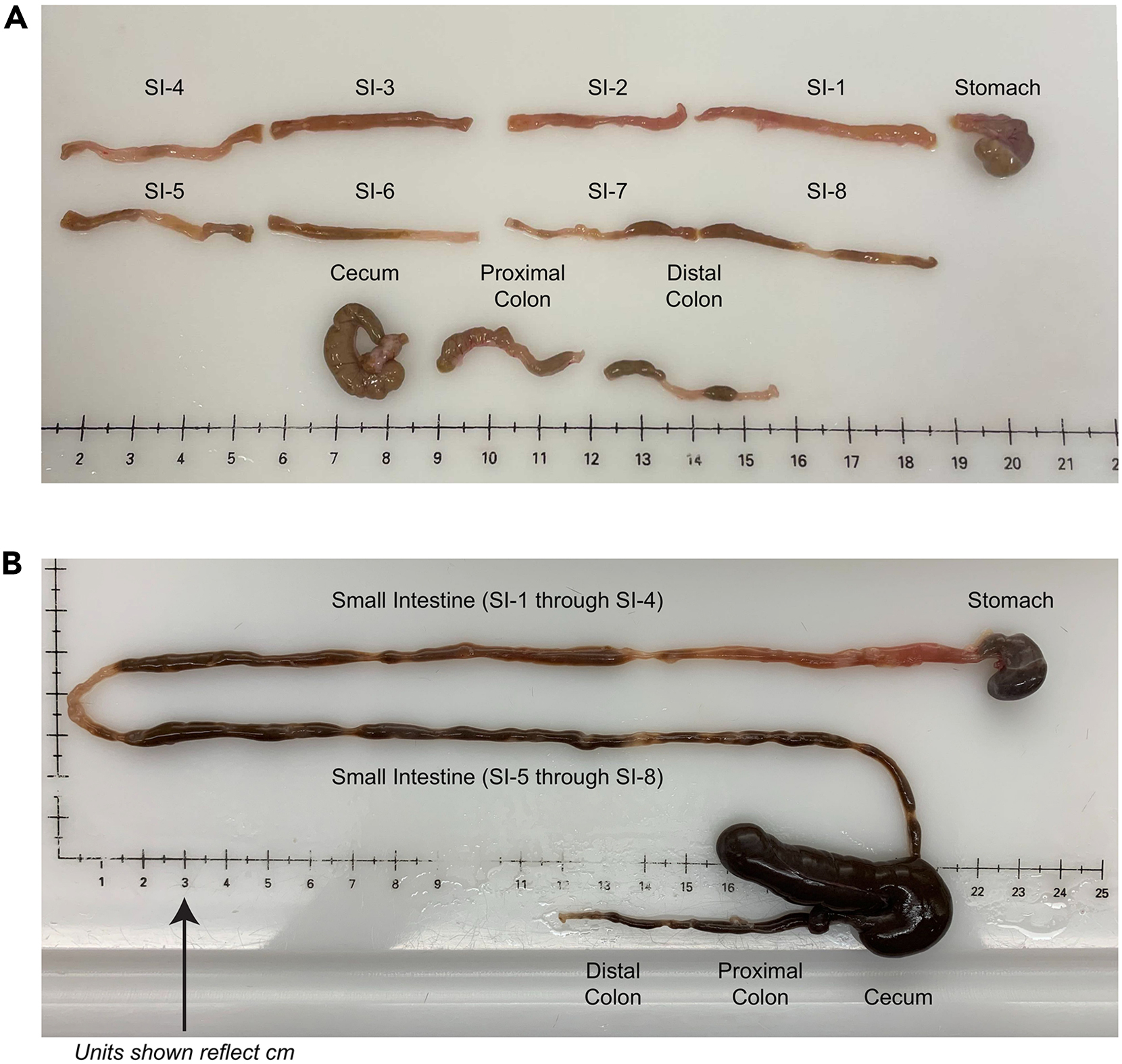 Cell Press: STAR Protocols
