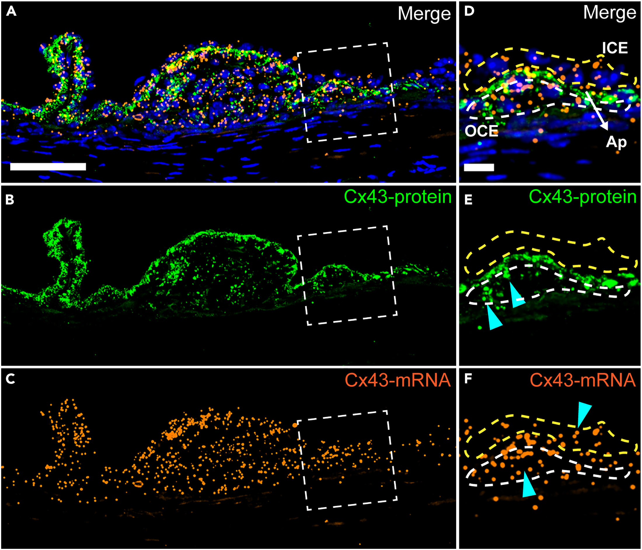 Cell Press: STAR Protocols
