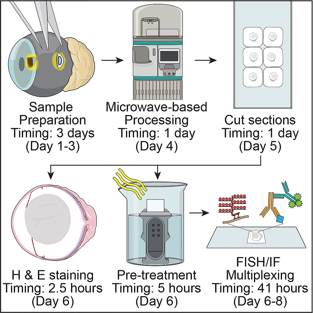Cell Press: STAR Protocols