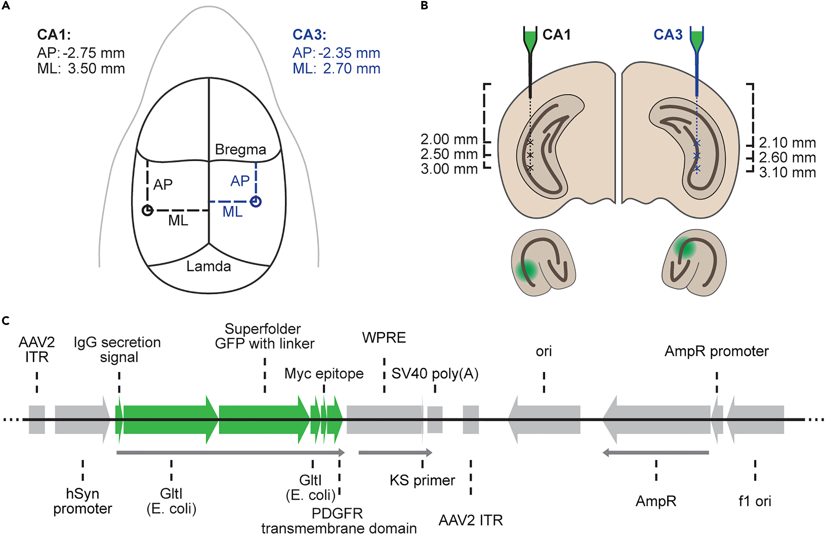 Cell Press: STAR Protocols