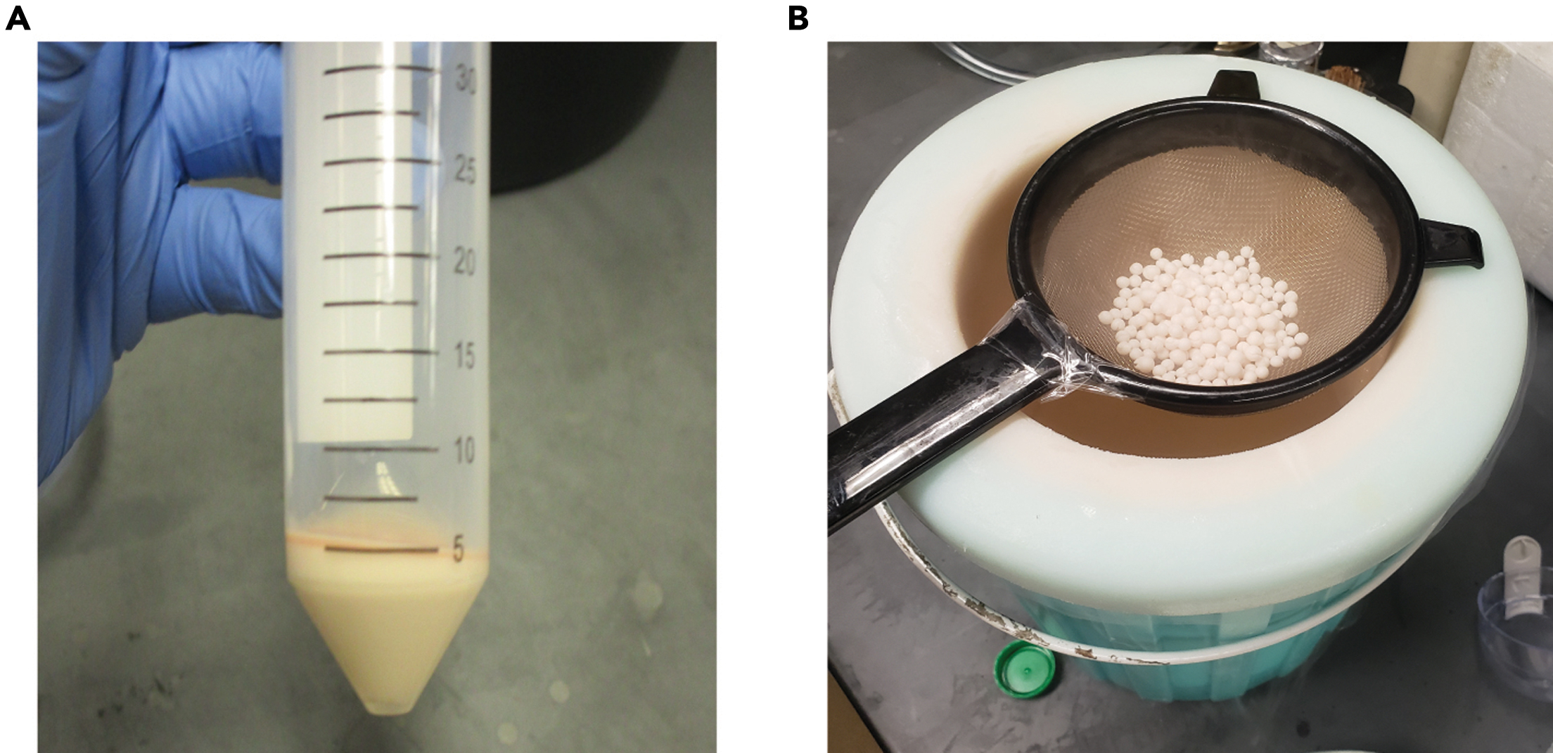 Cell Press: STAR Protocols