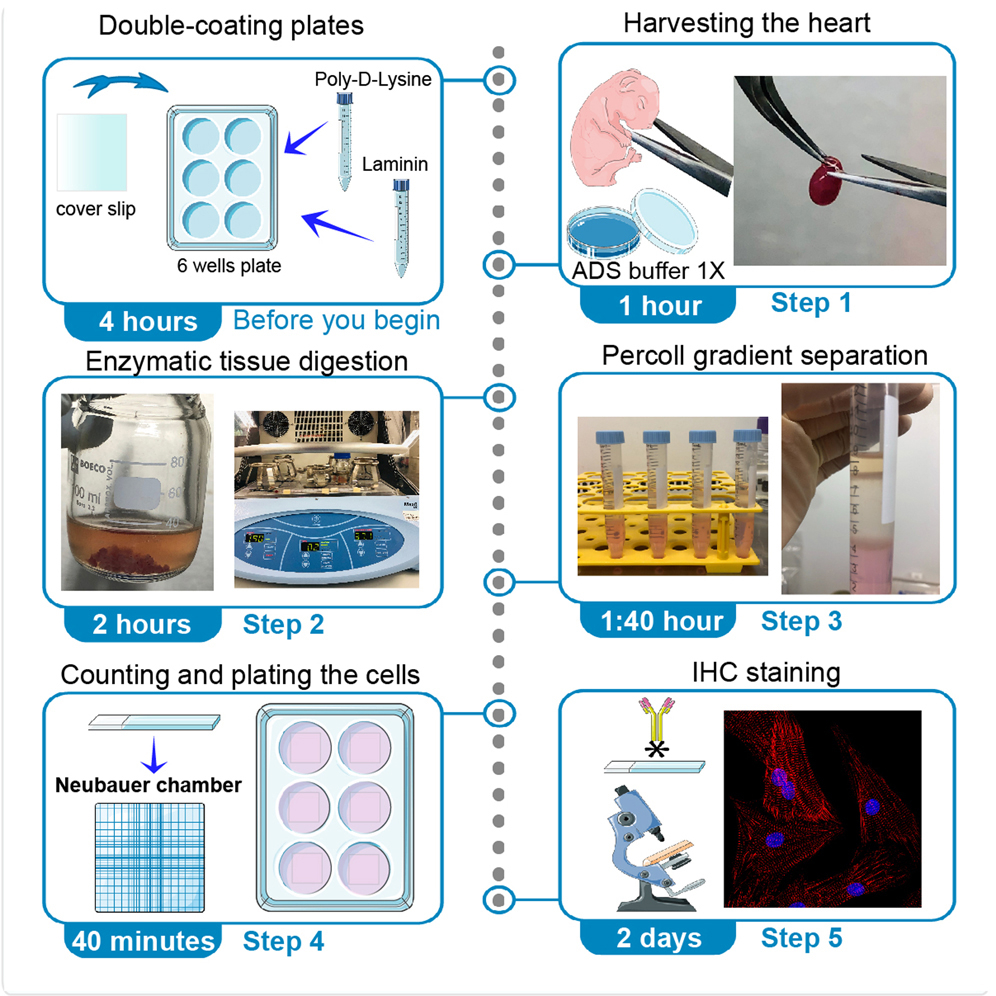 Cell Press: STAR Protocols
