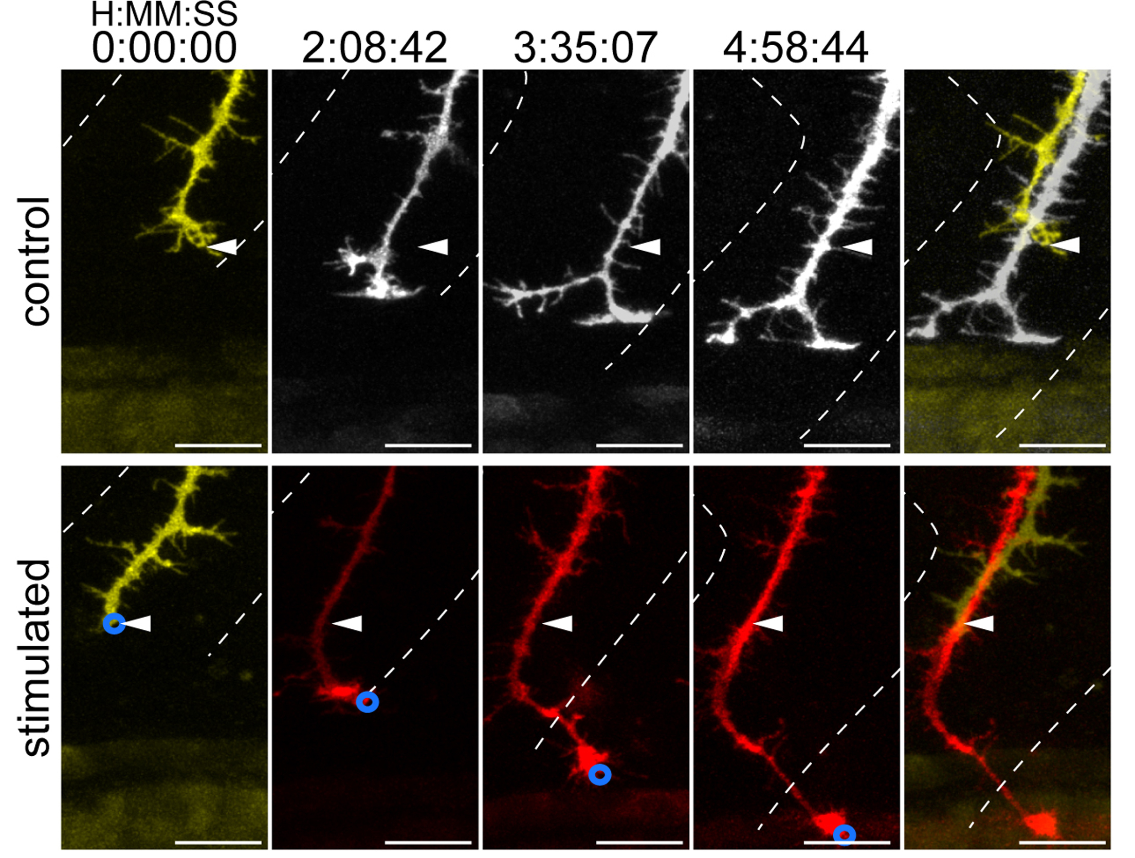 Cell Press: STAR Protocols