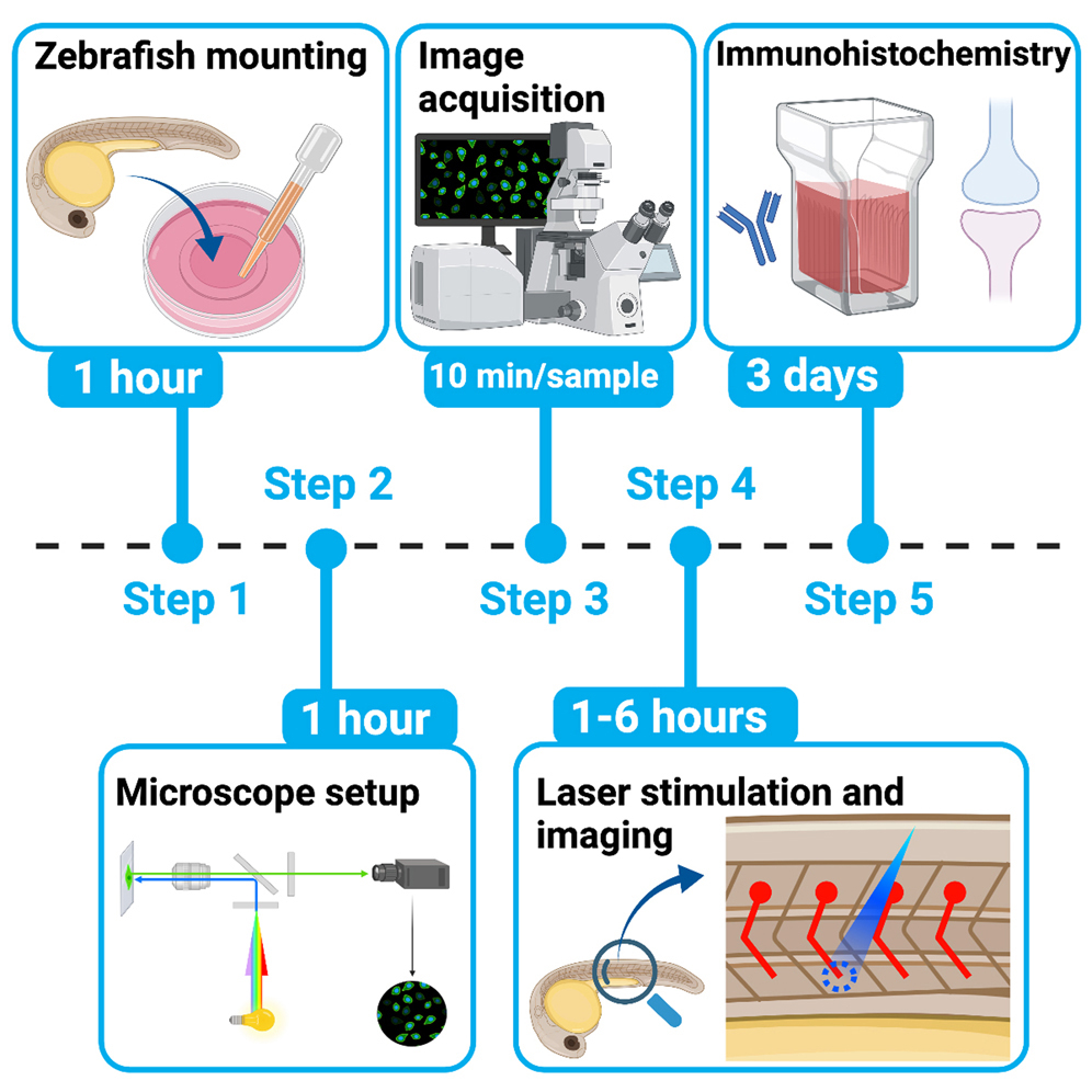 Cell Press: STAR Protocols