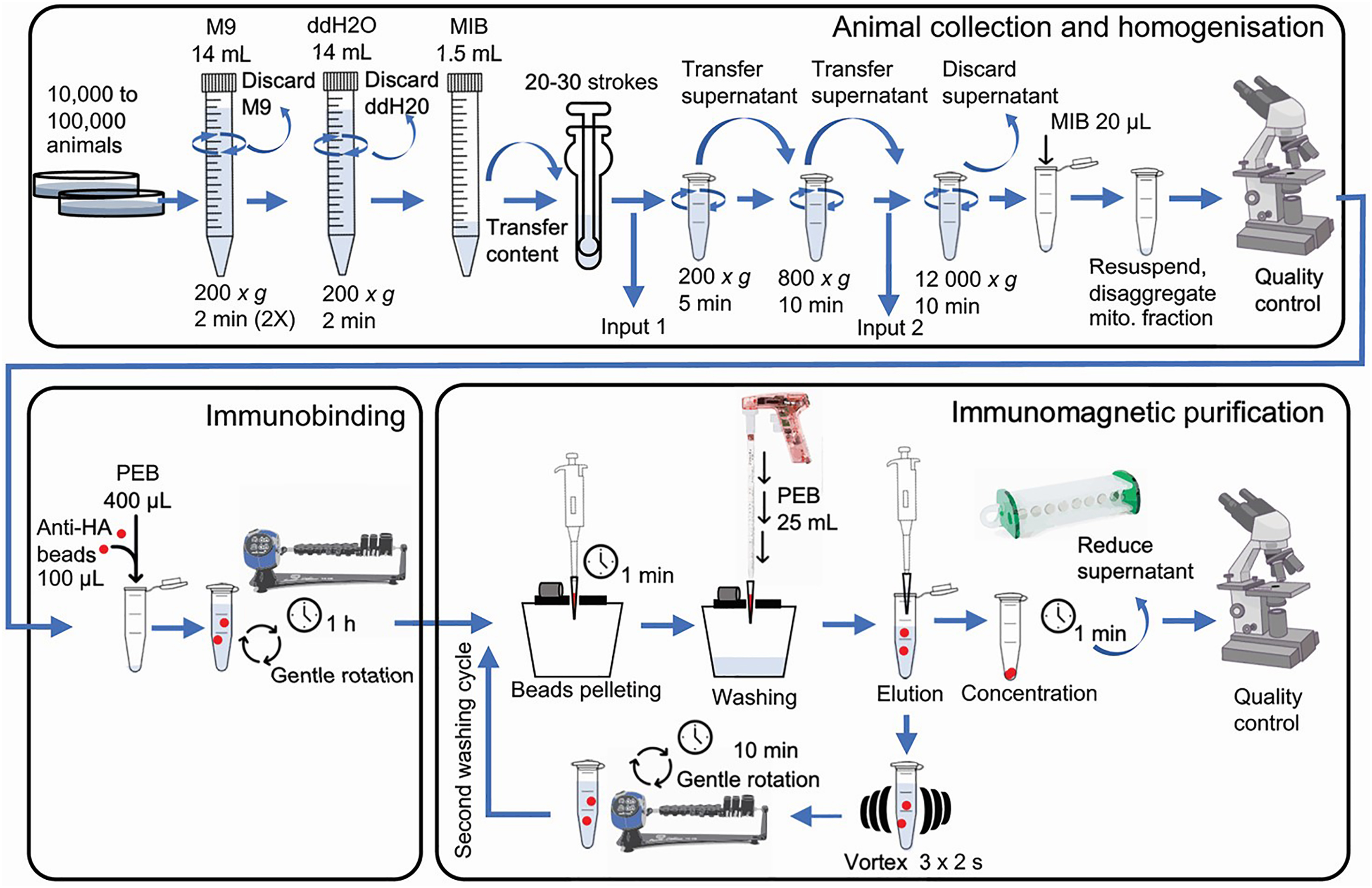 Cell Press: STAR Protocols