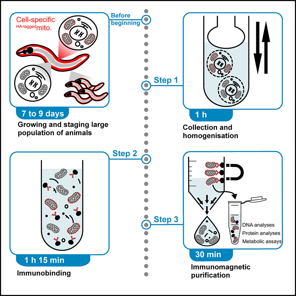 Cell Press: STAR Protocols