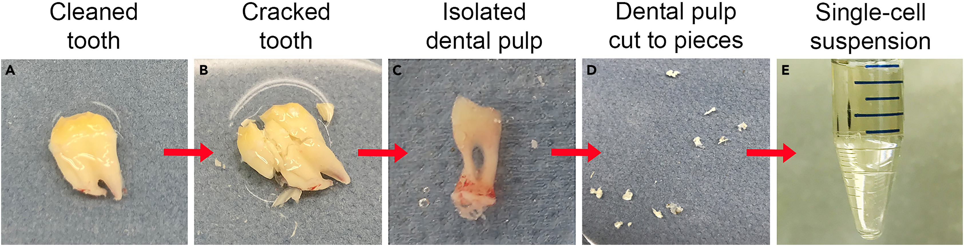 Cell Press: STAR Protocols
