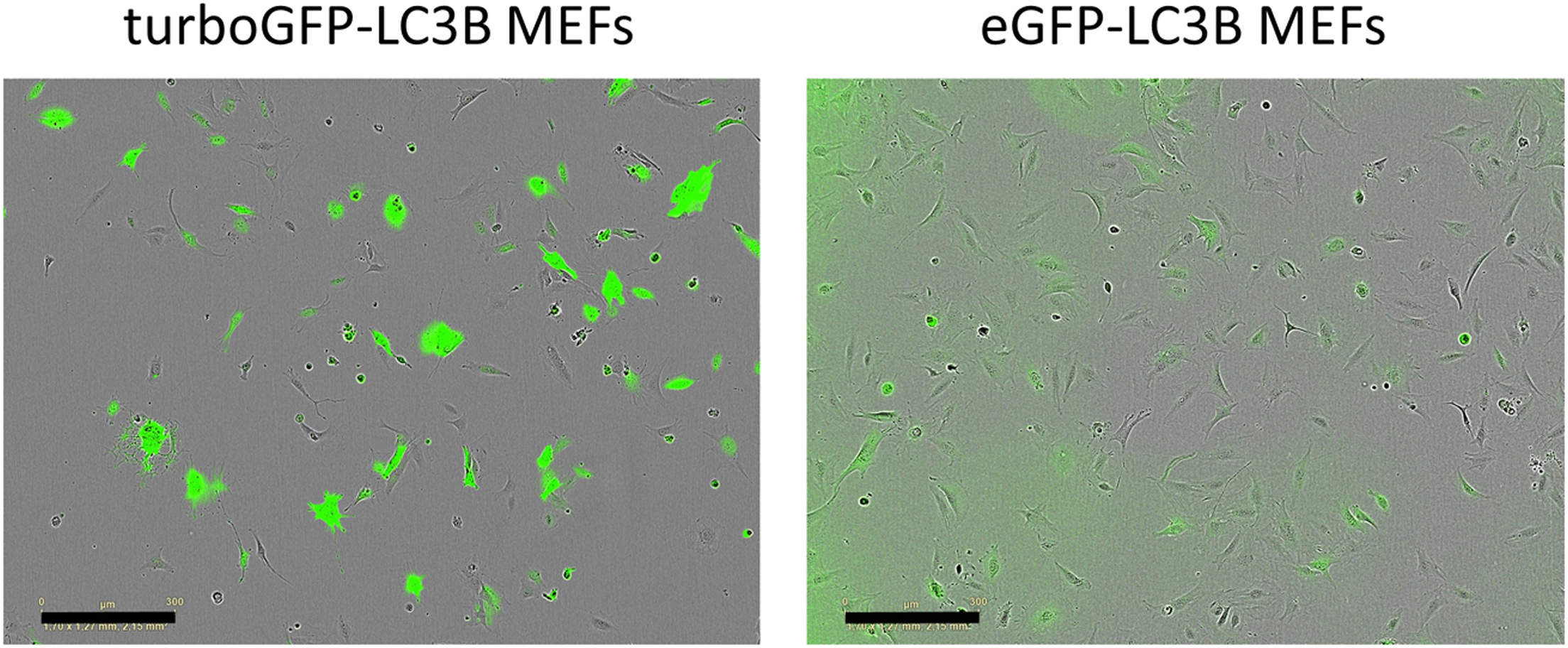 Cell Press: STAR Protocols