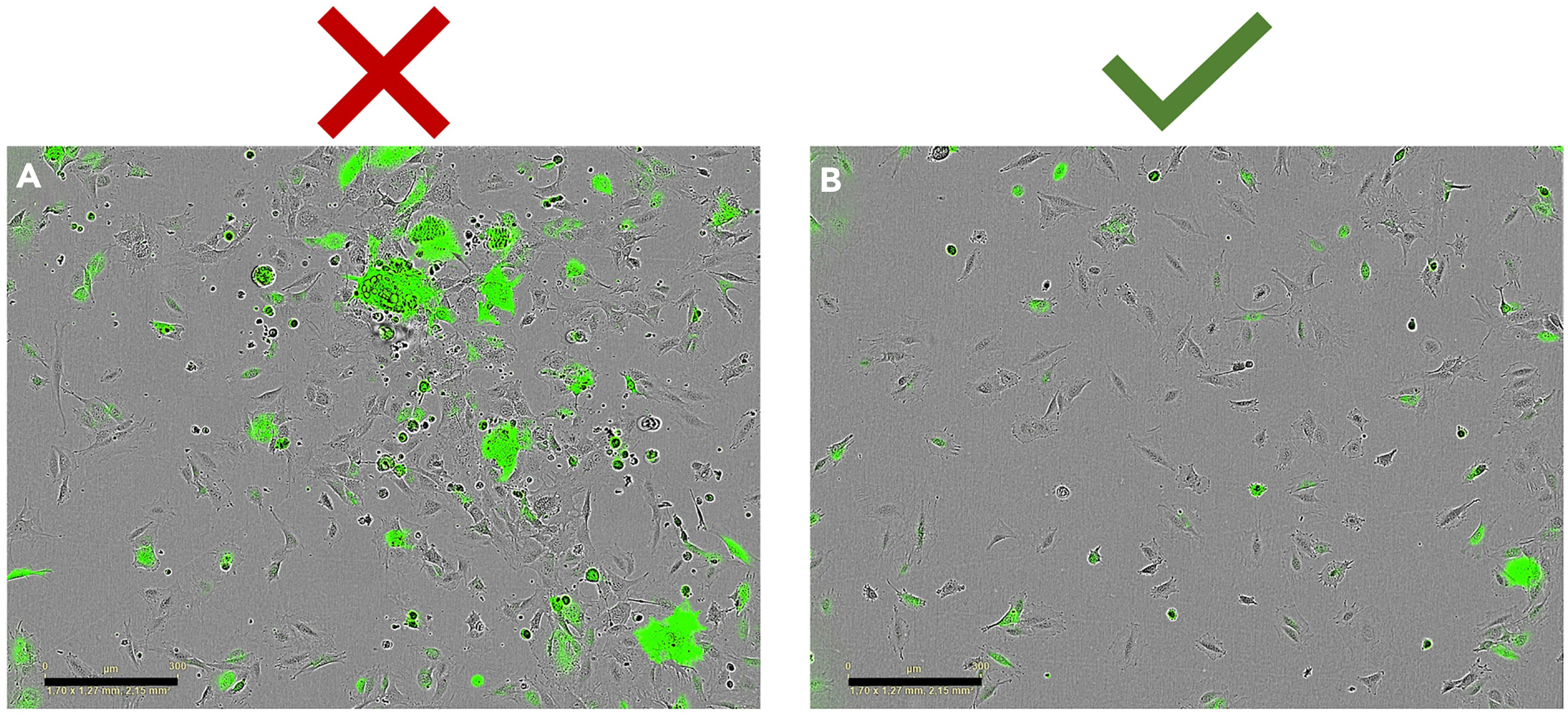 Cell Press: STAR Protocols
