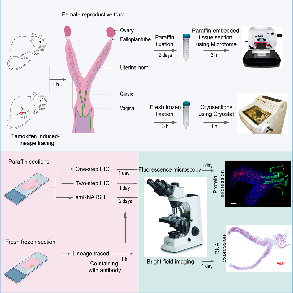 Cell Press: STAR Protocols