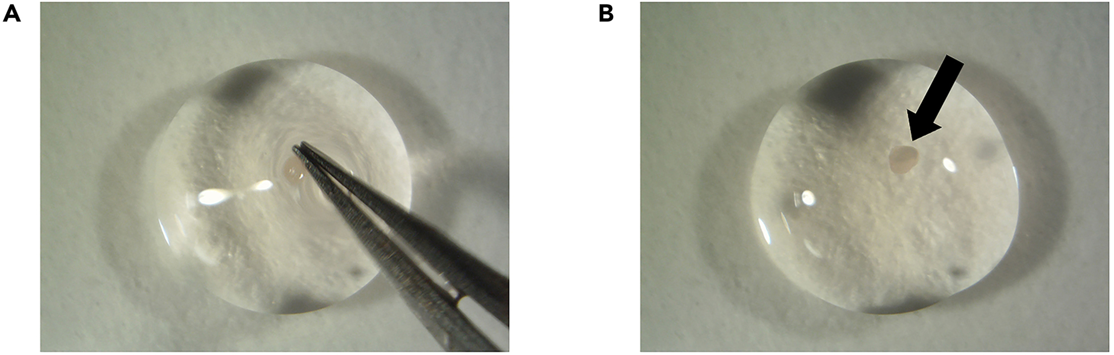 Cell Press: STAR Protocols