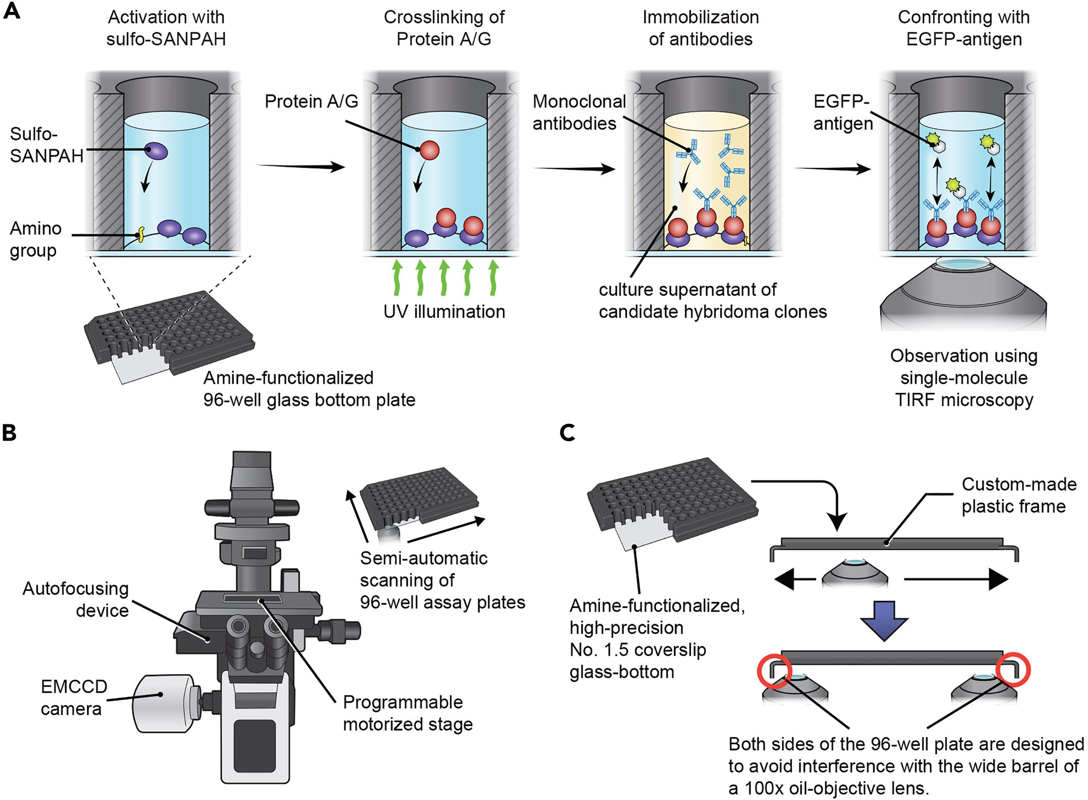 Cell Press: STAR Protocols