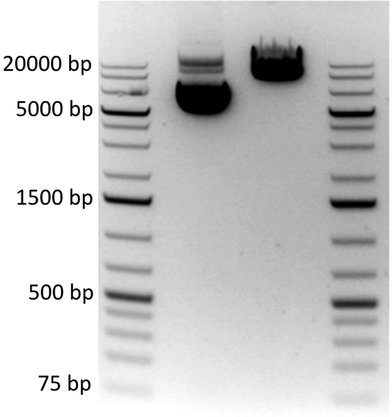 Cell Press: STAR Protocols