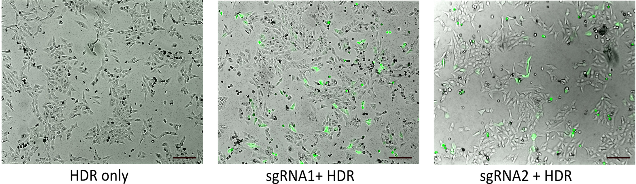 Cell Press: STAR Protocols