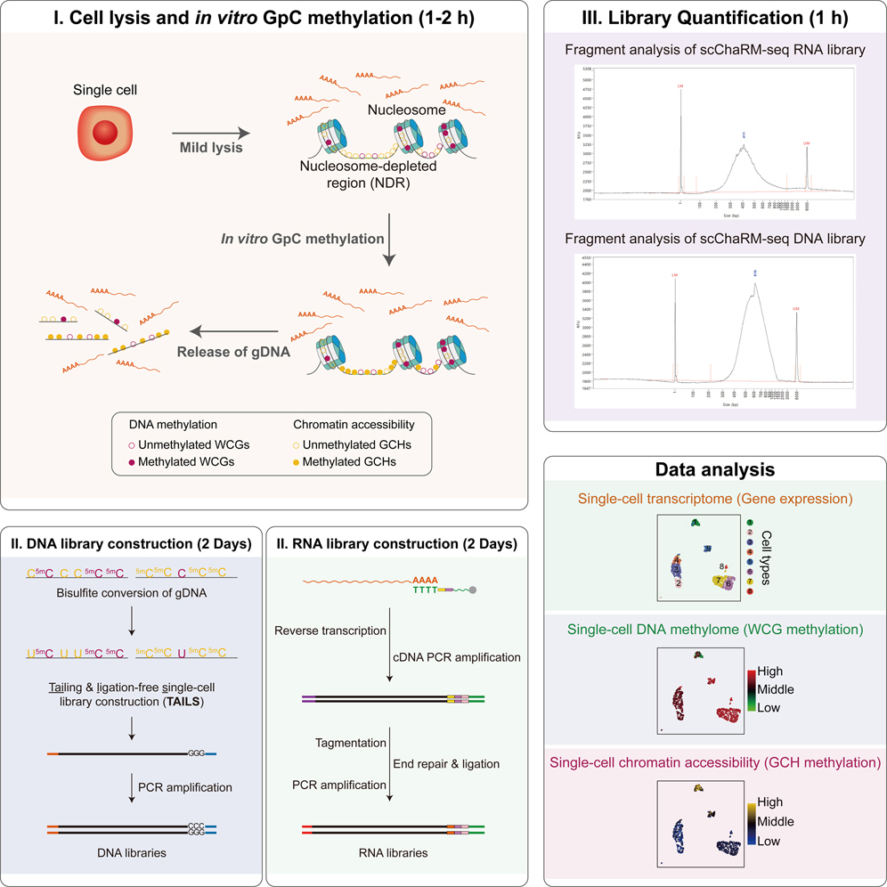 Cell Press: STAR Protocols