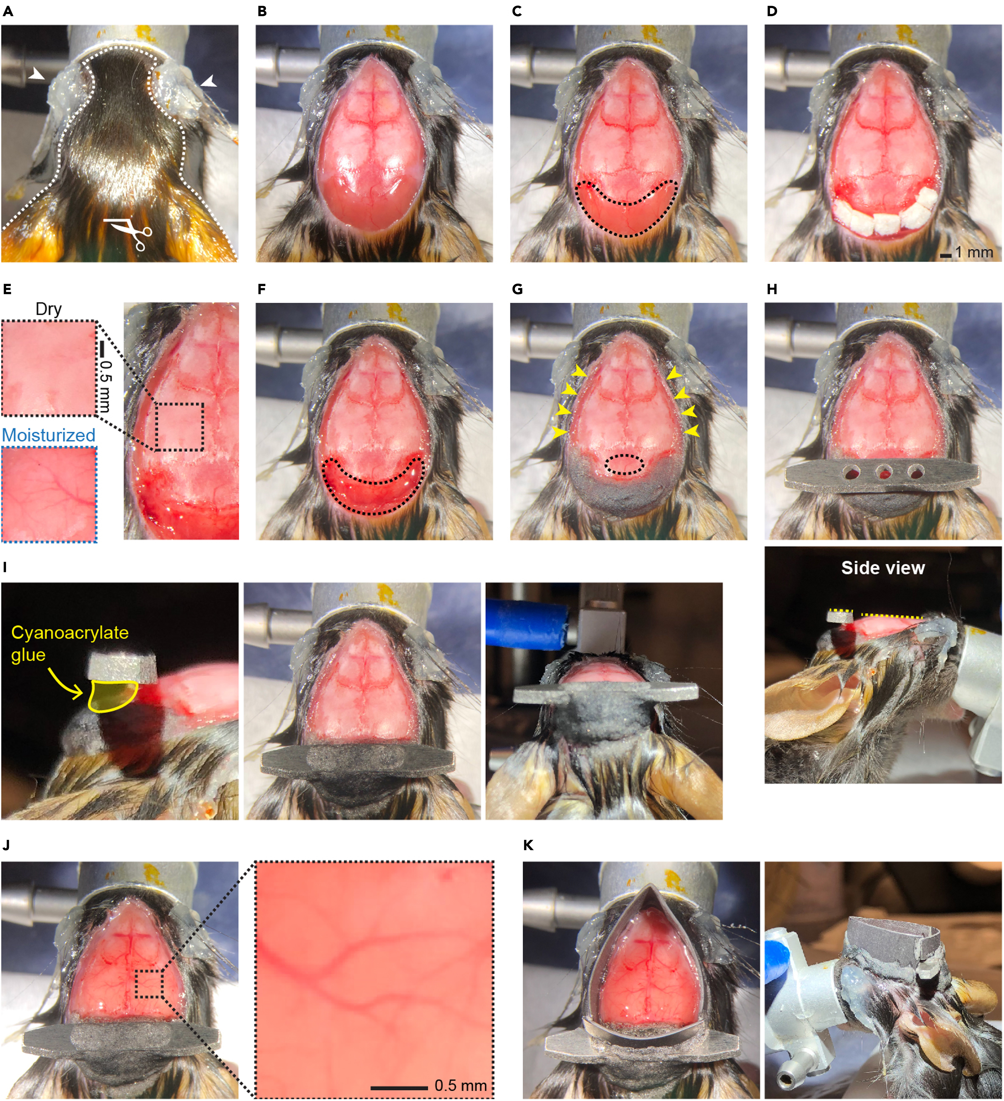 Cell Press: STAR Protocols
