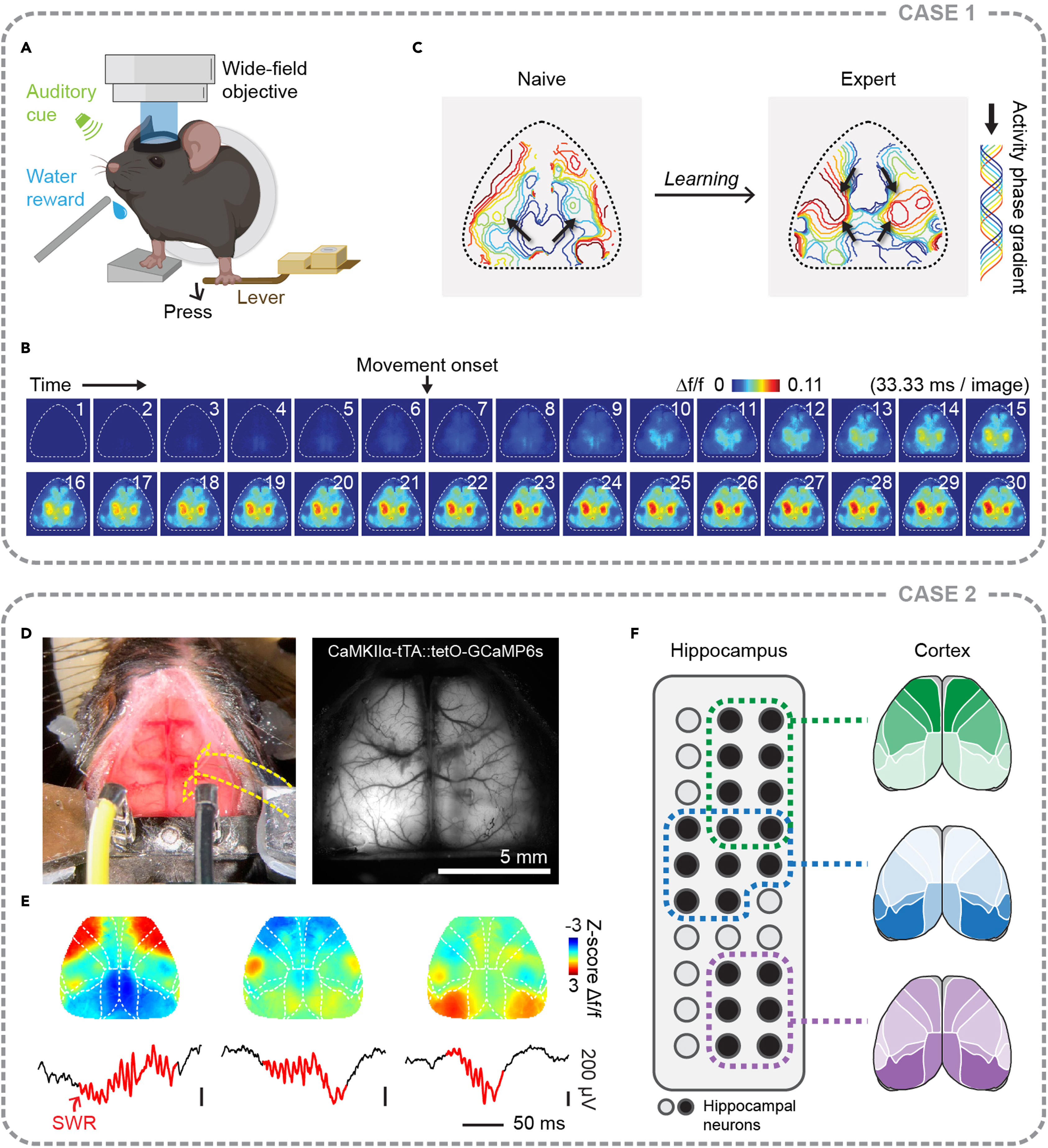 Cell Press: STAR Protocols