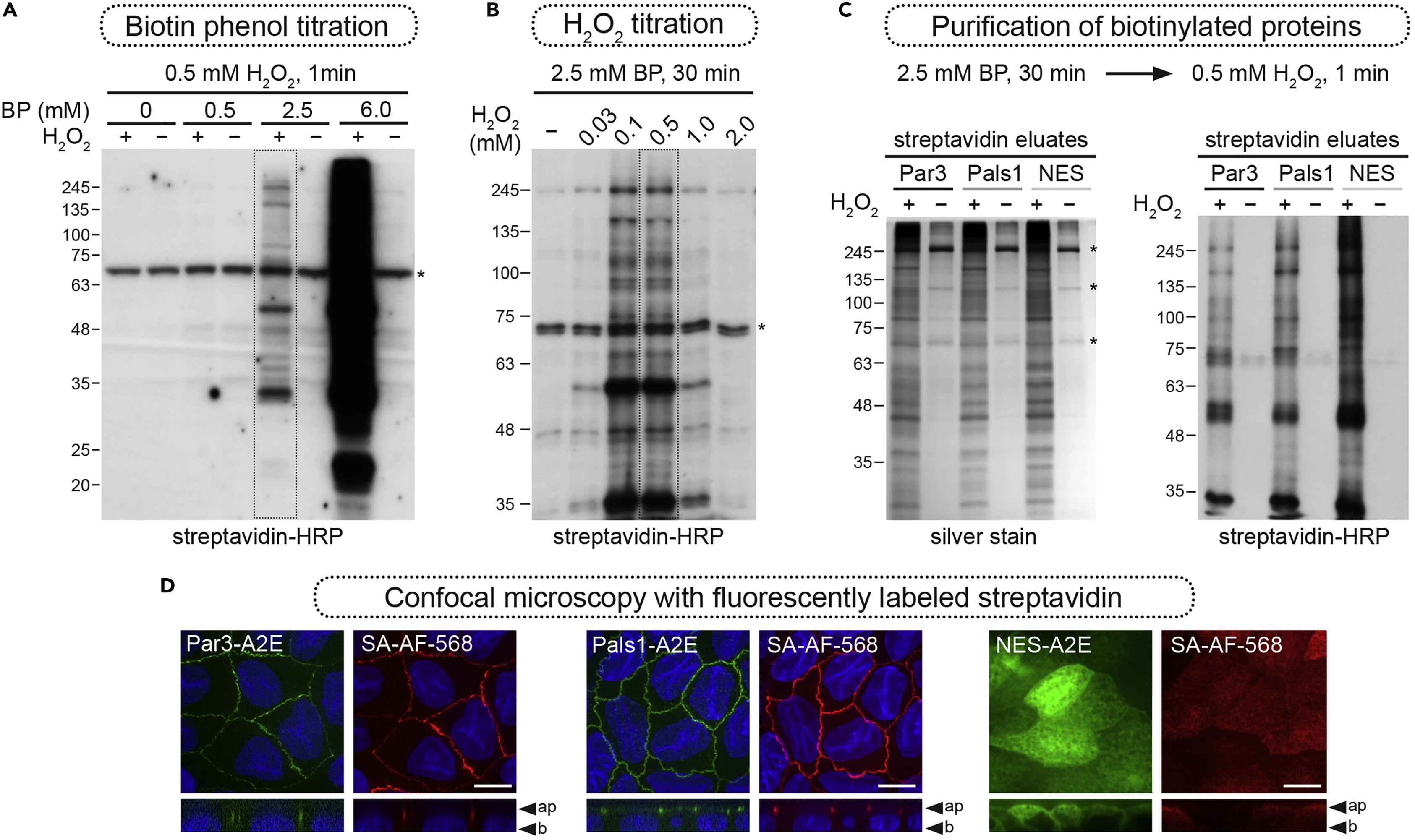 Cell Press: STAR Protocols