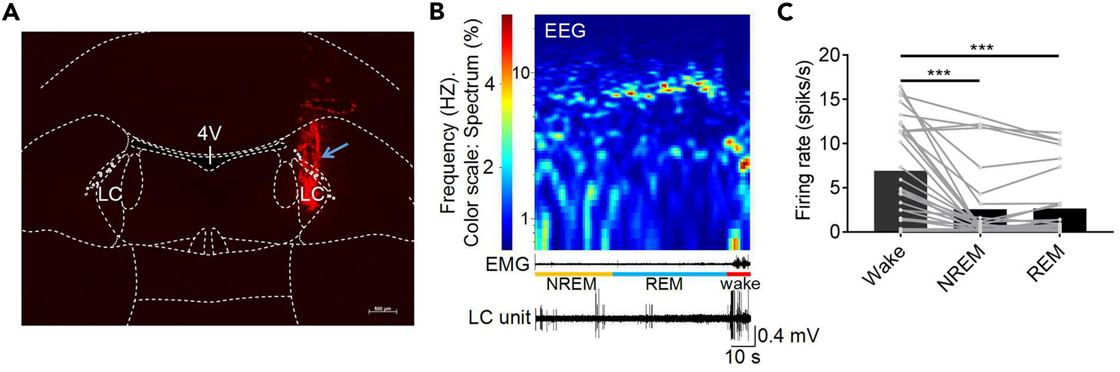 Cell Press: STAR Protocols