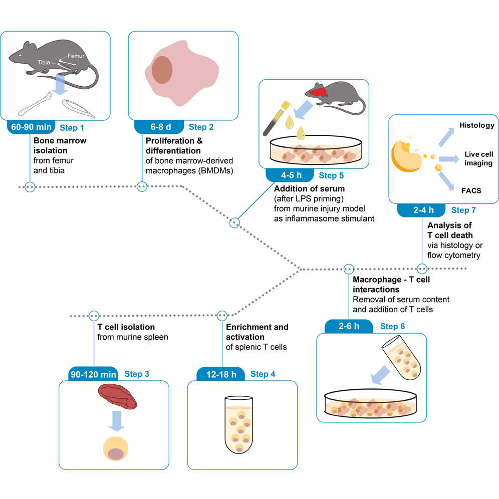 Cell Press: STAR Protocols