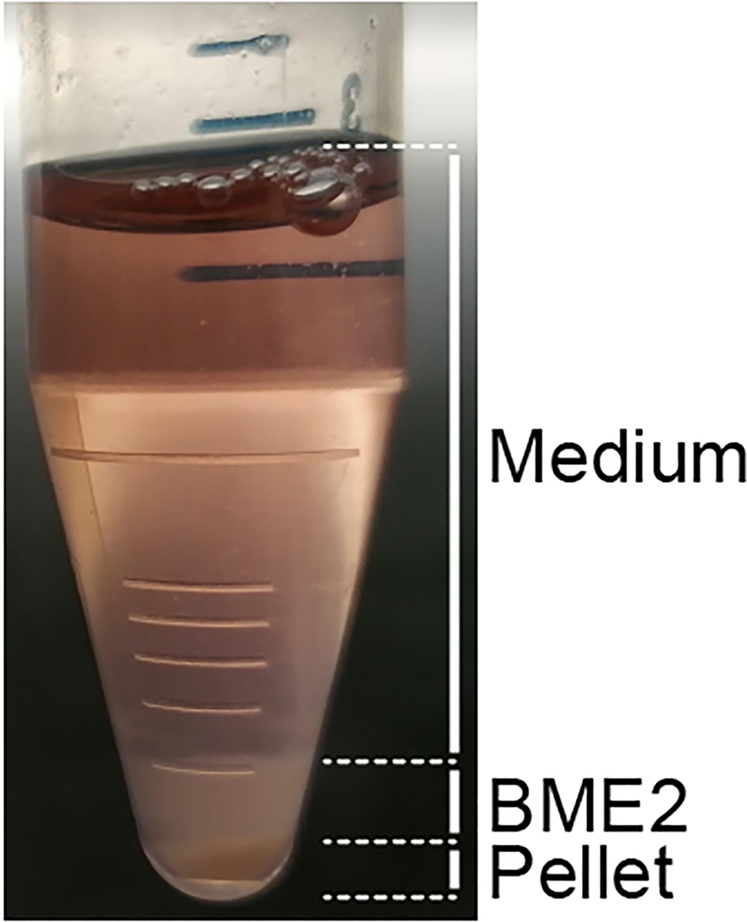 Cell Press: STAR Protocols