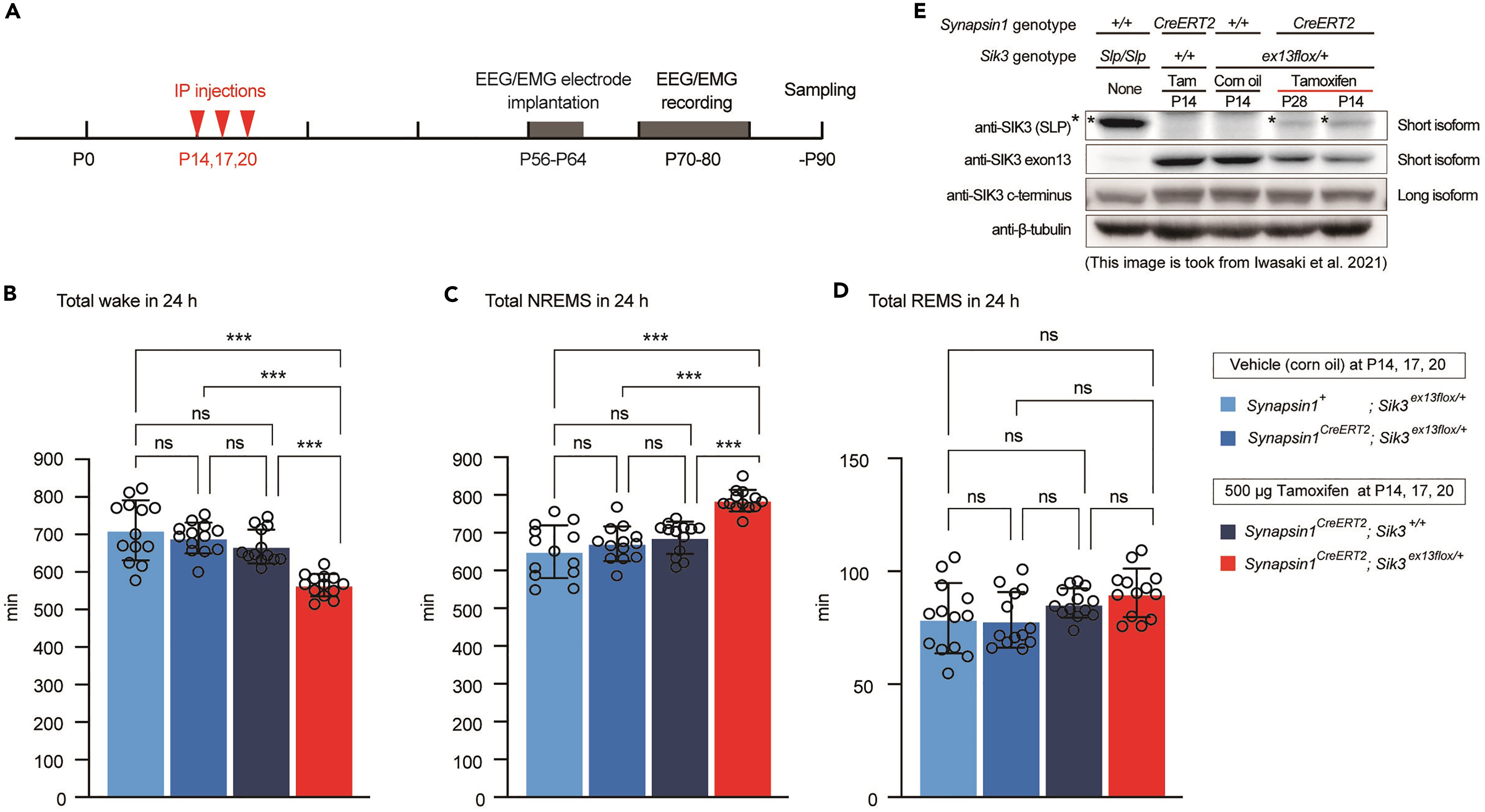 Cell Press: STAR Protocols