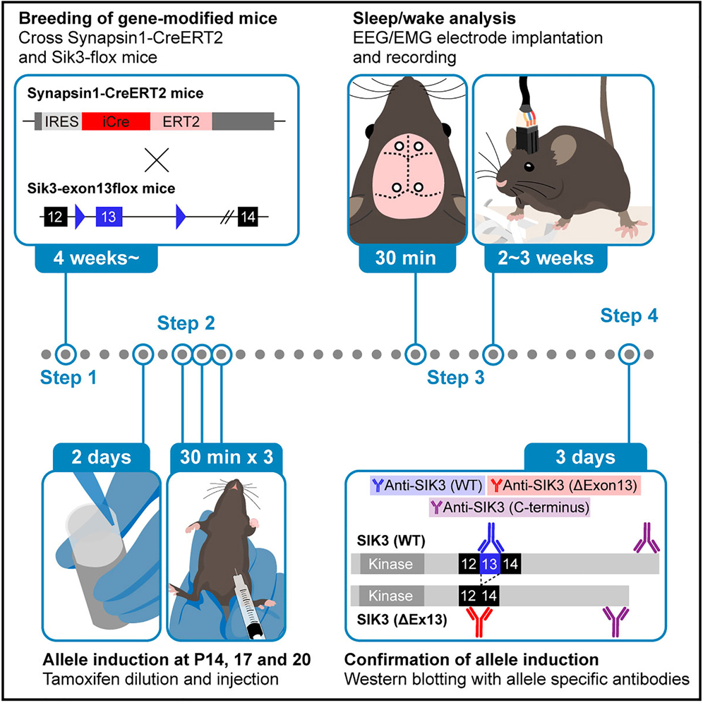 Cell Press: STAR Protocols