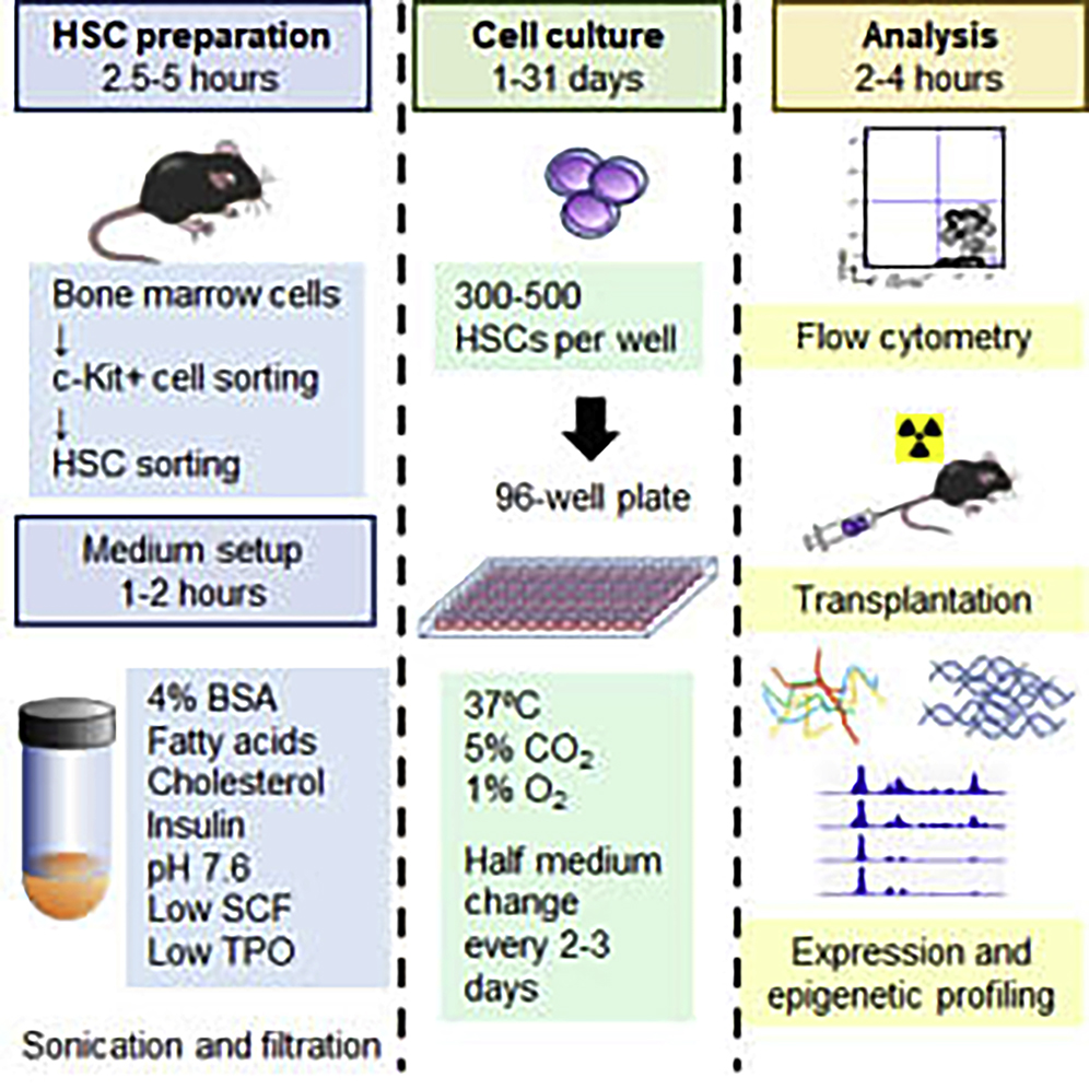 Cell Press: STAR Protocols