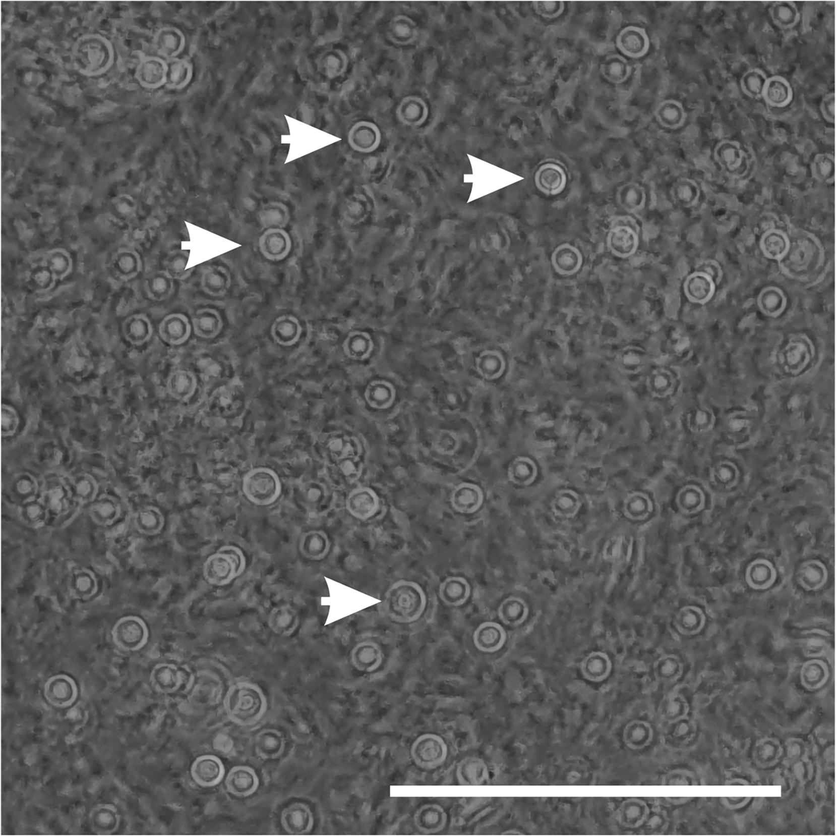 Cell Press: STAR Protocols