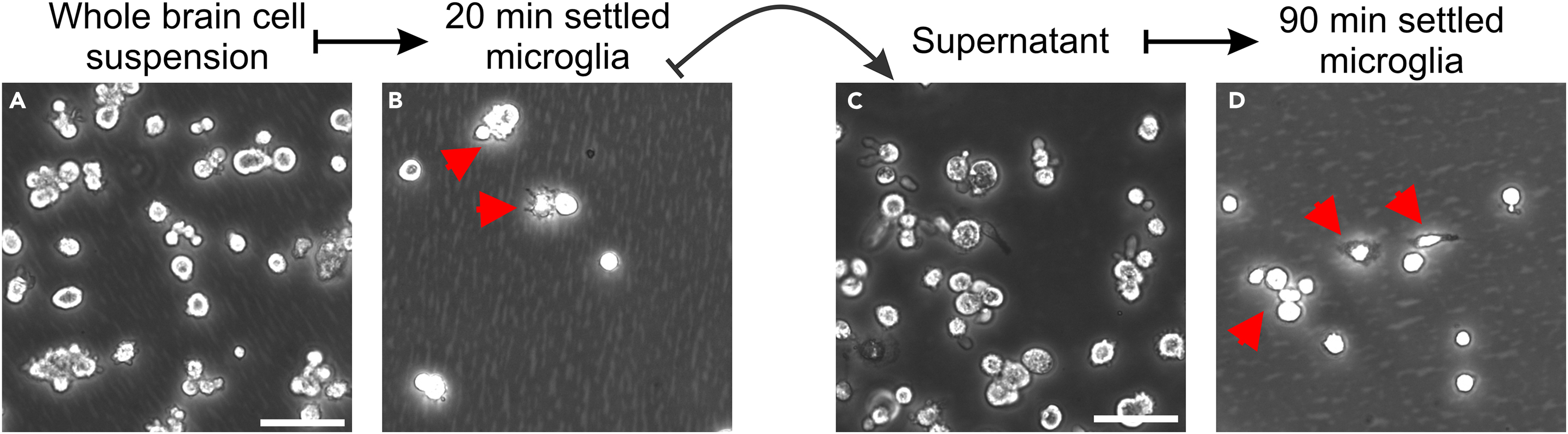 Cell Press: STAR Protocols