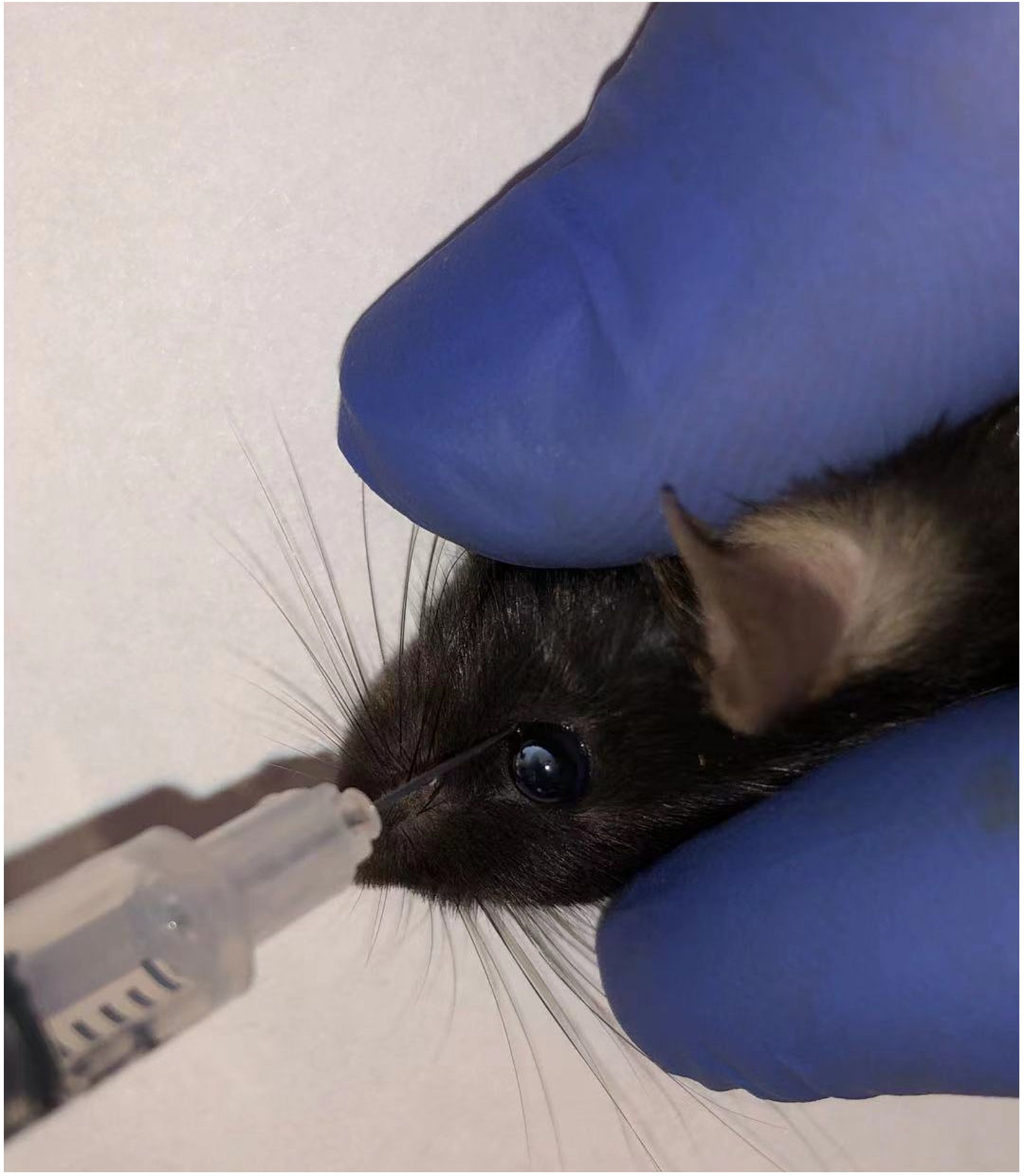 Cell Press: STAR Protocols