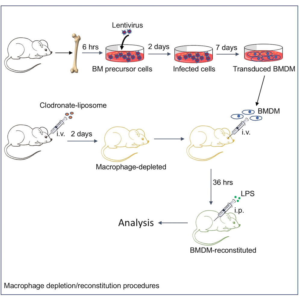 Cell Press: STAR Protocols