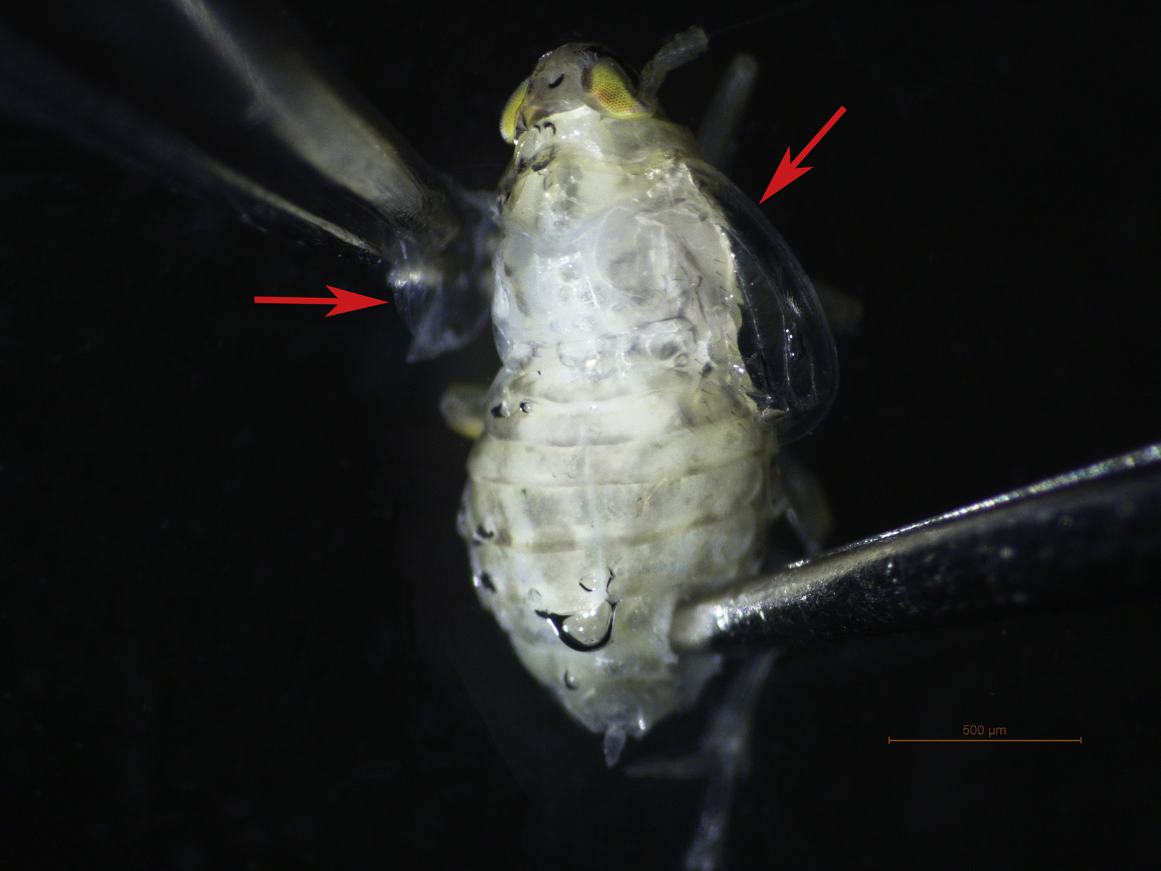Cell Press: STAR Protocols