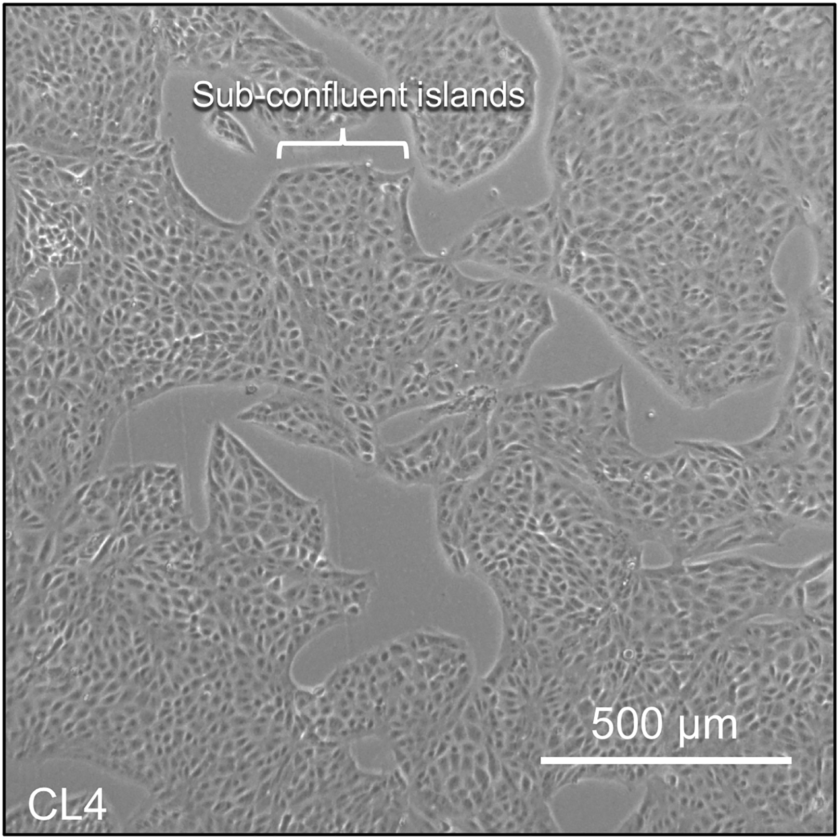 Cell Press: STAR Protocols