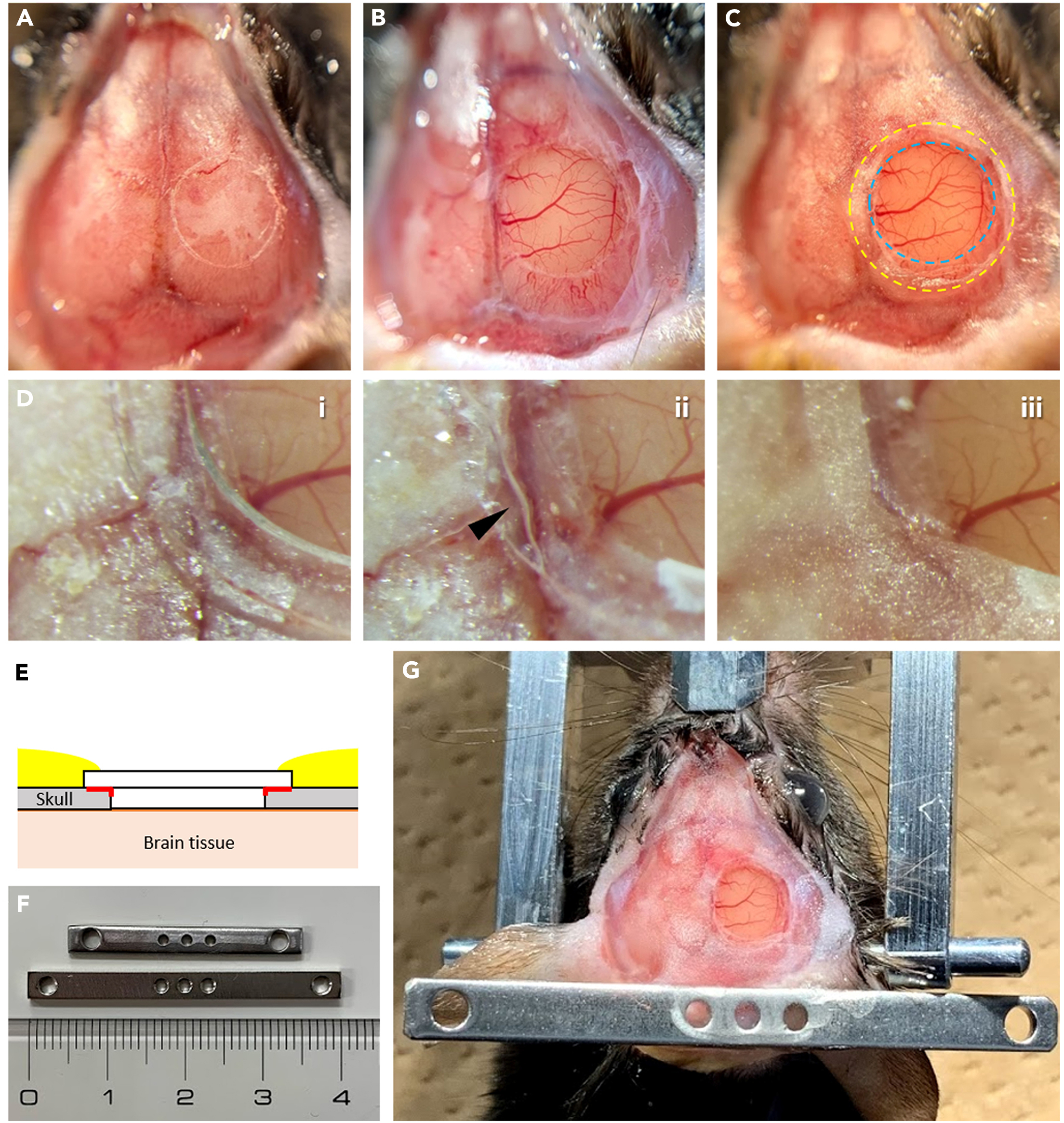 Cell Press: STAR Protocols
