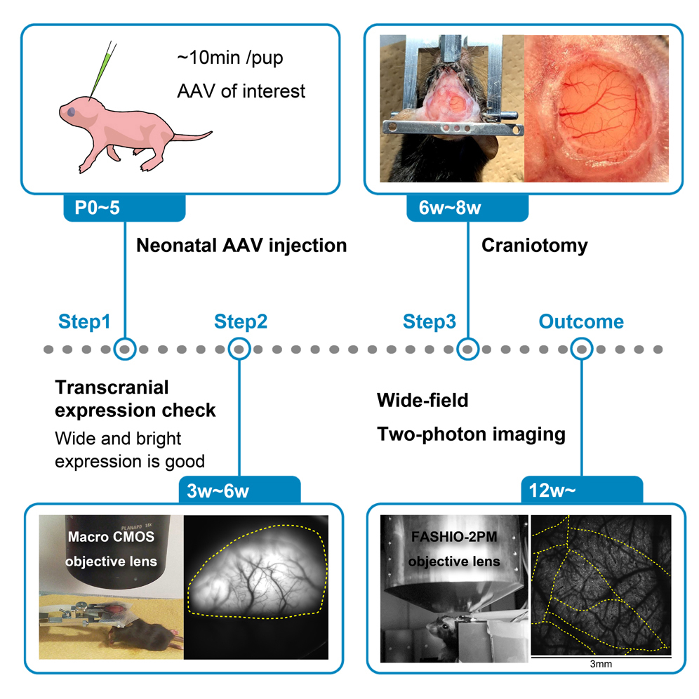 Cell Press: STAR Protocols